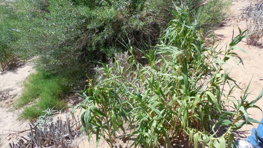 Invasive arundo takes hold in Virgin River system, control efforts ...
