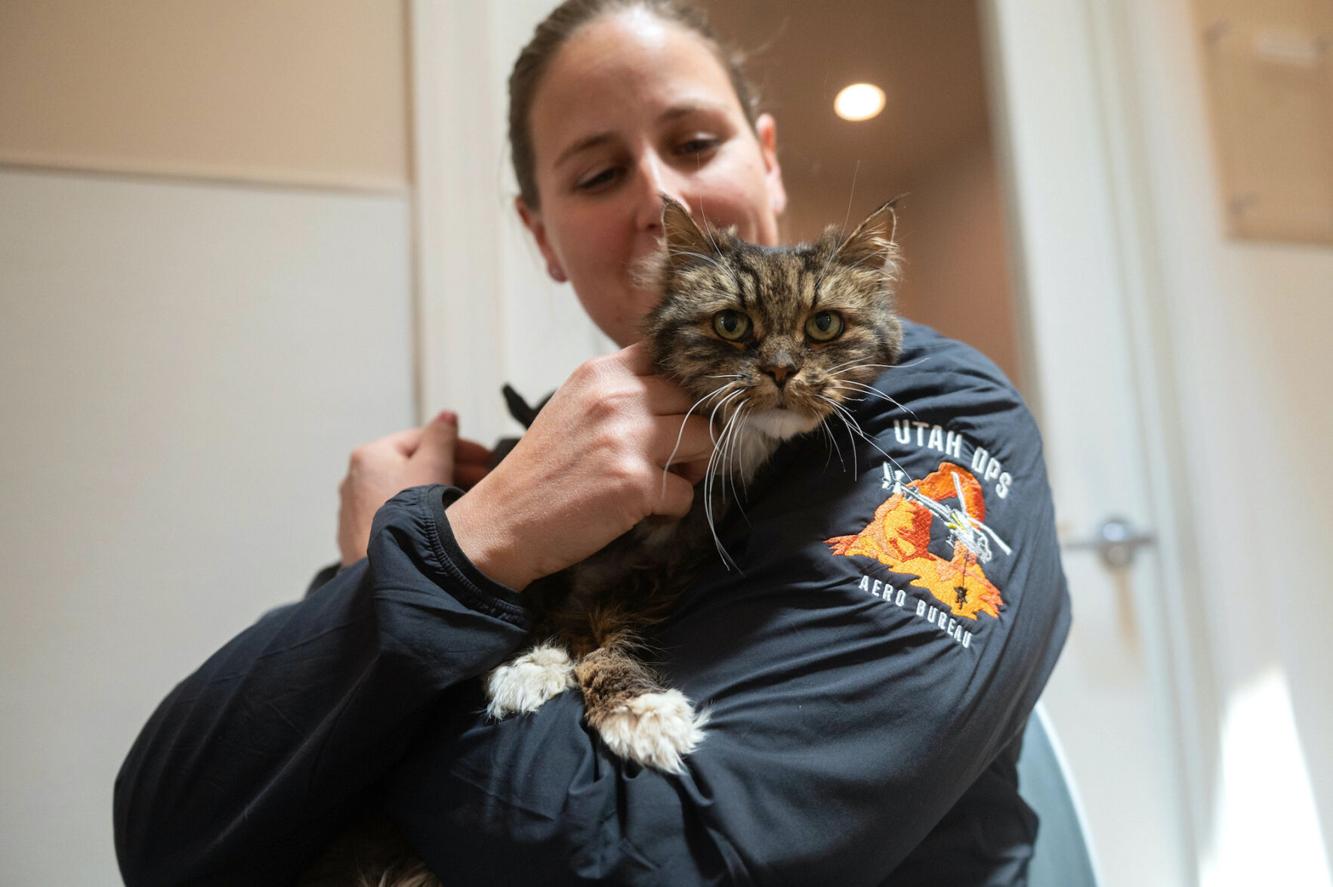 Mirage’s next miracle: Cat that survived 400-foot fall at Bryce Canyon ...