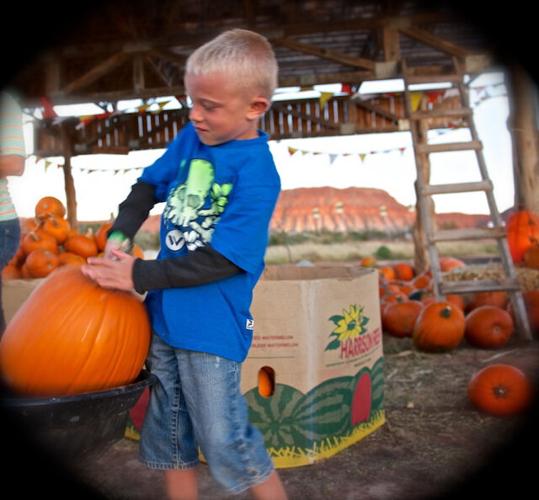 Staheli Family Farms’ autumn attractions draw thousands with its ...