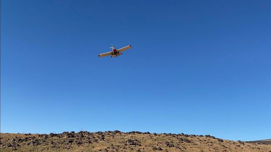 Seeds from the sky: Aerial efforts aim to restore burned tortoise ...