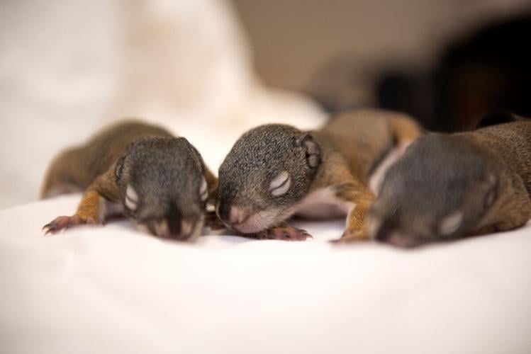 Love them or hate them: Squirrel Appreciation Day is coming up | Life ...