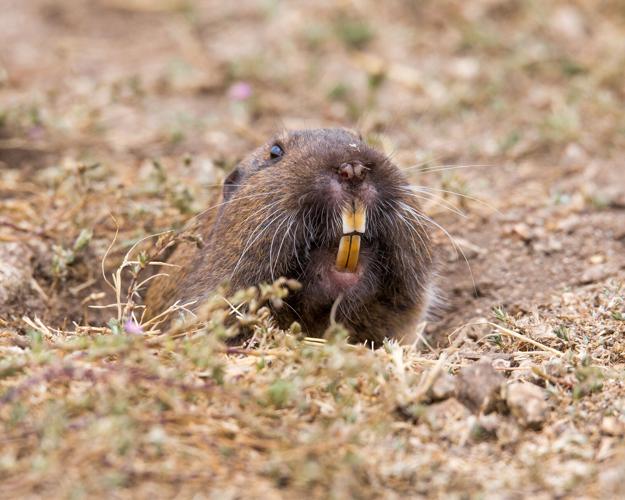 From pocket gophers to skunks: Southern Utah's backyard animals are ...