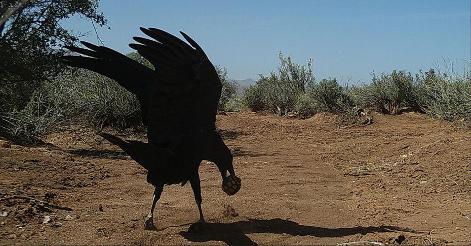 Washington County approves agreement for raven population control ...