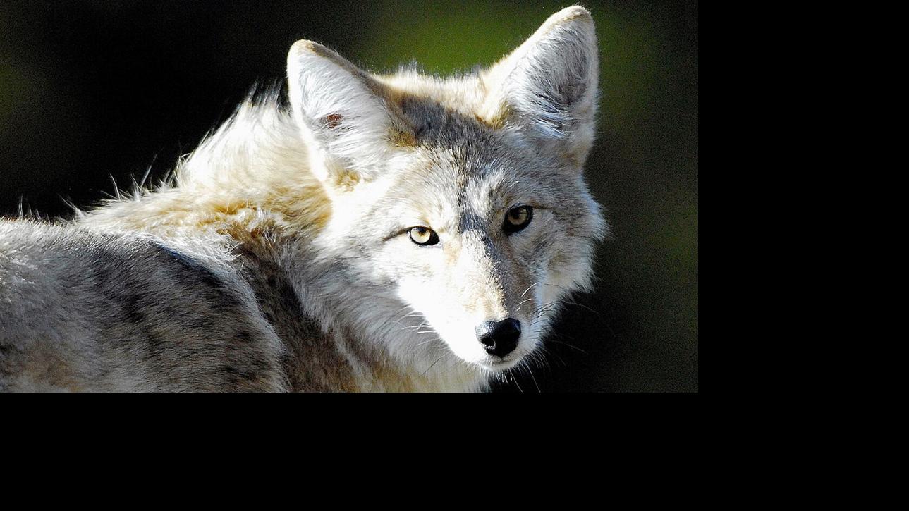 Utah lawmakers weigh aerial hunting expansion, tougher feral swine ...
