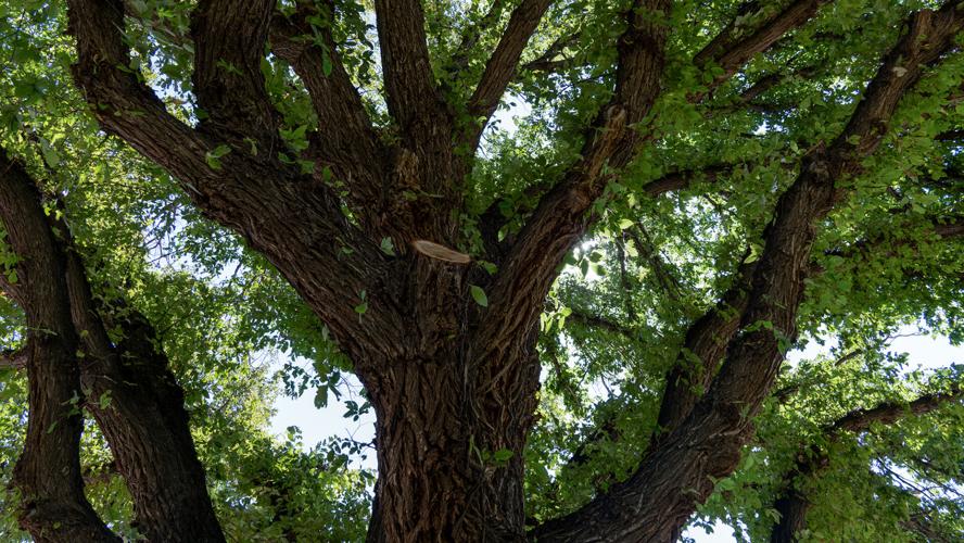 Photo Gallery | | stgeorgeutah.com