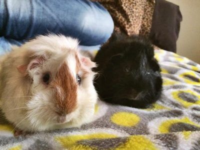 It’s National Guinea Pig Day, what should Southern Utahns know about ...