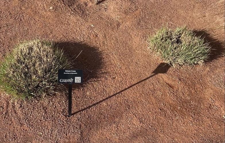 Considering both cost and efficacy, cheatgrass removal and rangeland ...