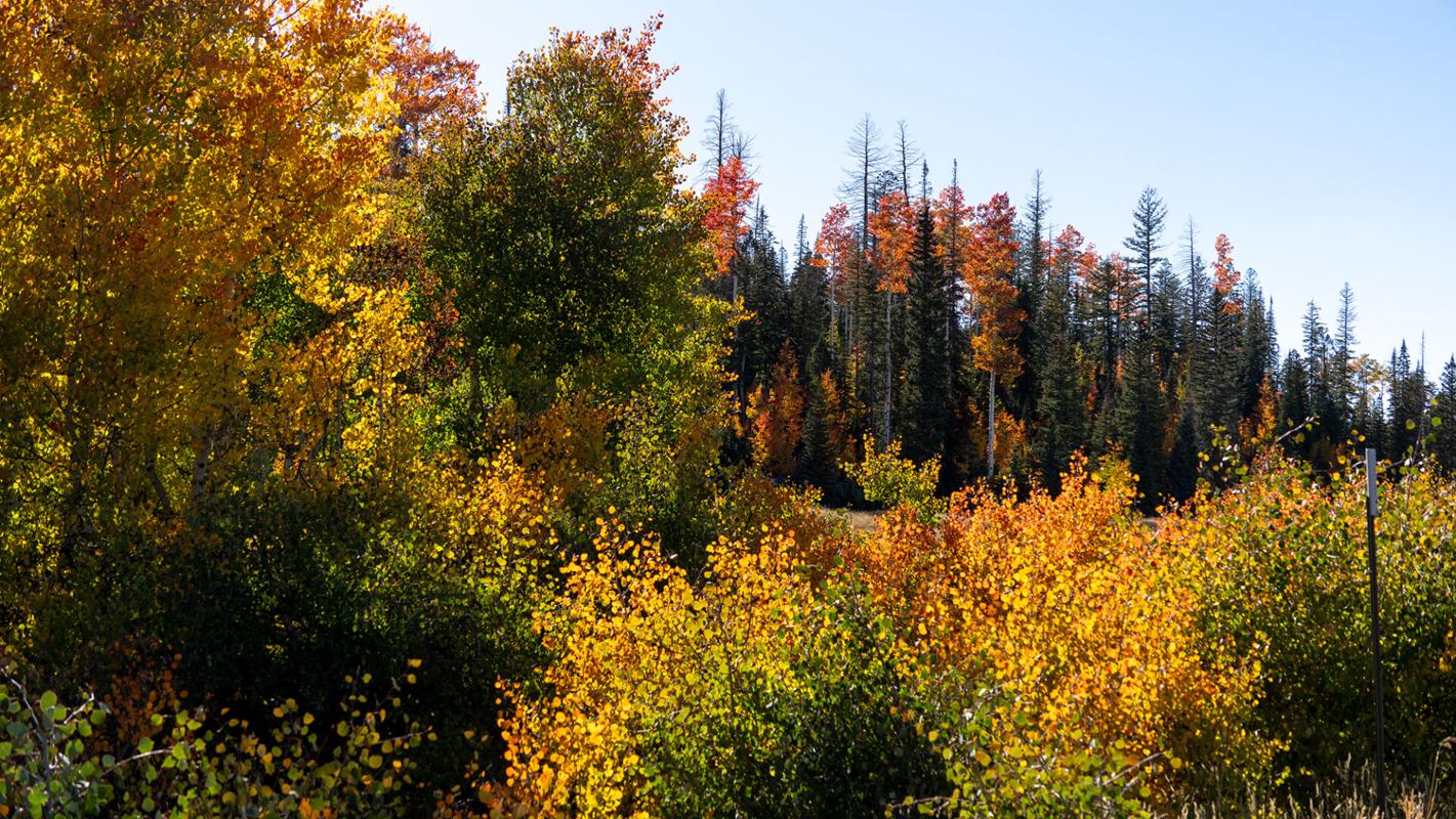 Don't miss this fleeting transformation: Where to see fall colors in ...