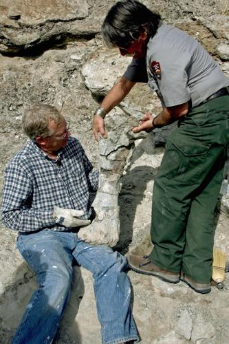 About 45 years of reconstruction yield newly-named Moabosaurus | News ...