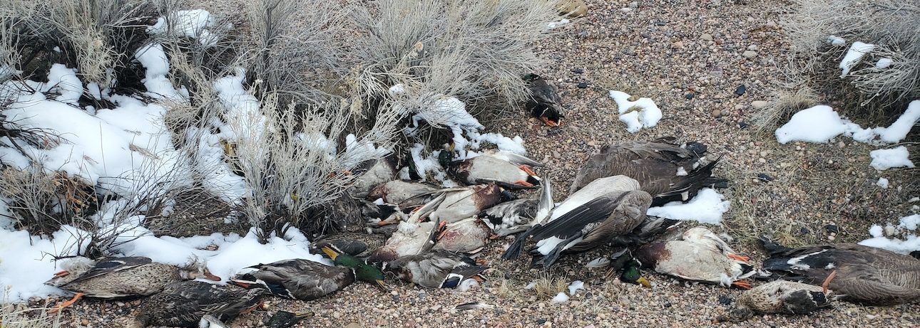 Utah conservation officers warn of laws after dozens of fowl wasted in ...