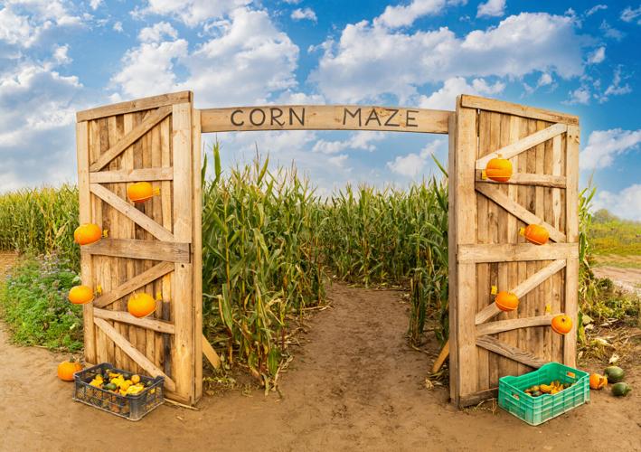 The corn maze craze and why we love getting lost every fall | Life ...