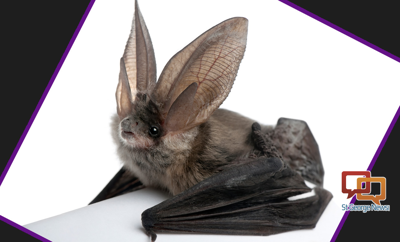 canyon bat