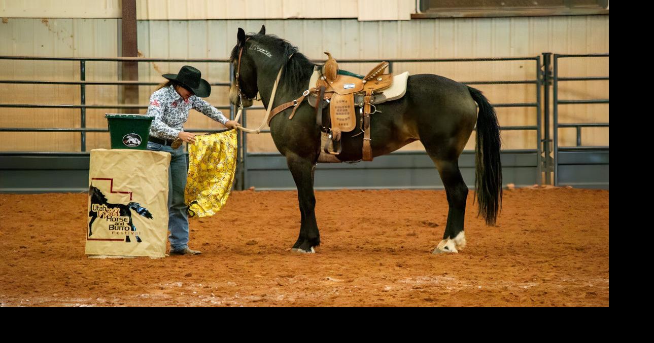 Photo gallery: Getting wild at the Southern Utah Wild Horse and Burro ...