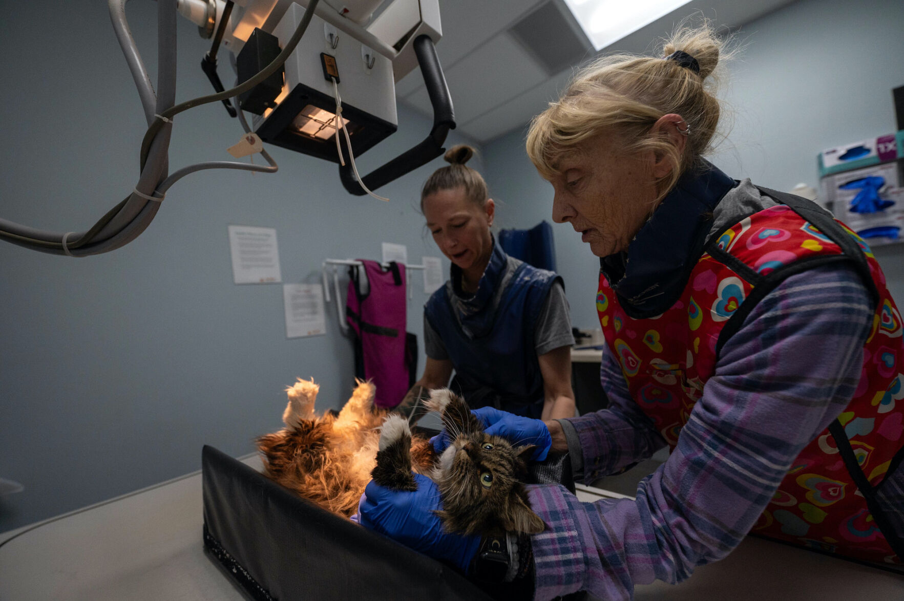 Mirage’s next miracle: Cat that survived 400-foot fall at Bryce Canyon ...