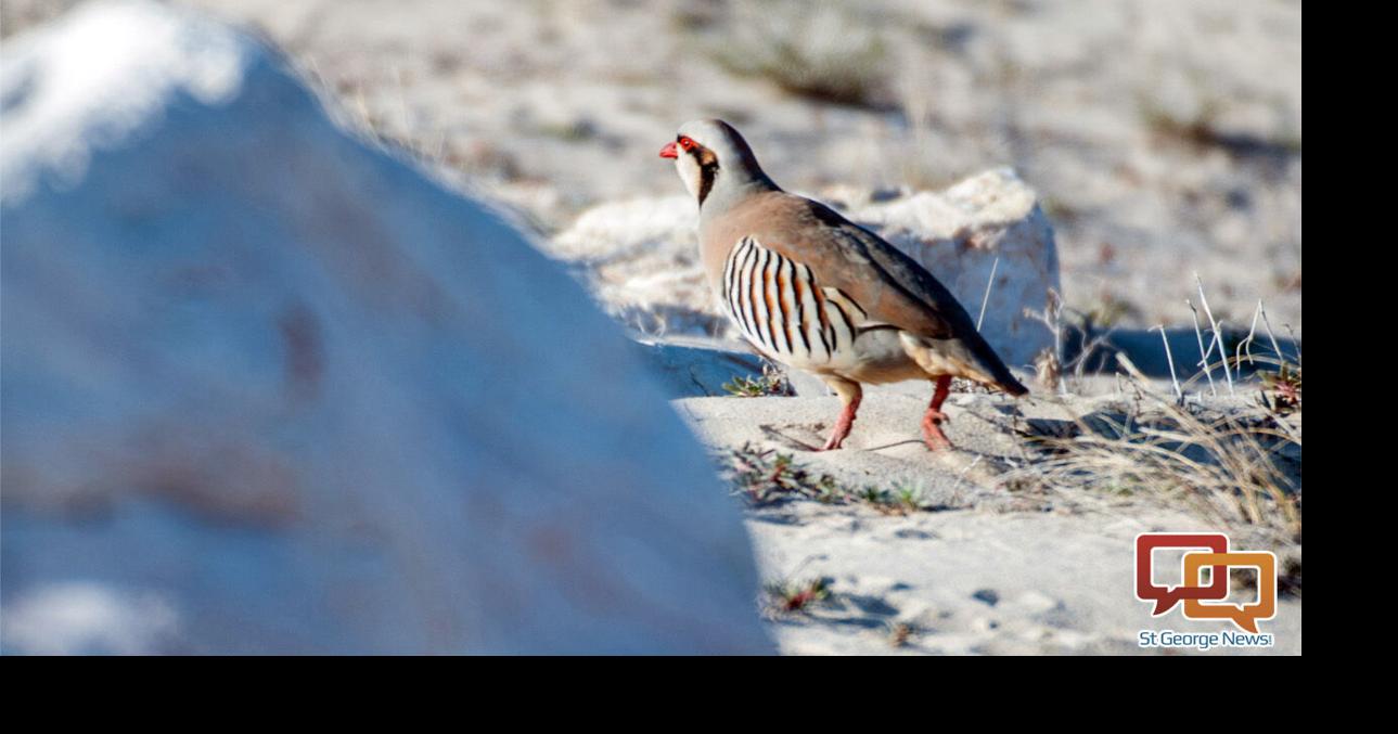 chukar cyprus