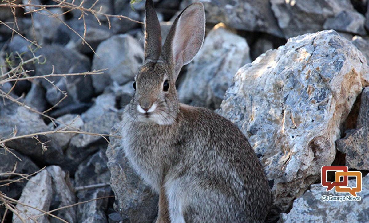 Winter is a great time for hunting cottontails in Utah | Local News ...
