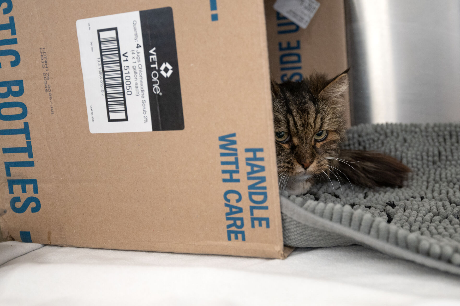 ‘Miracle’ cat recuperating after surviving fall that killed couple in ...
