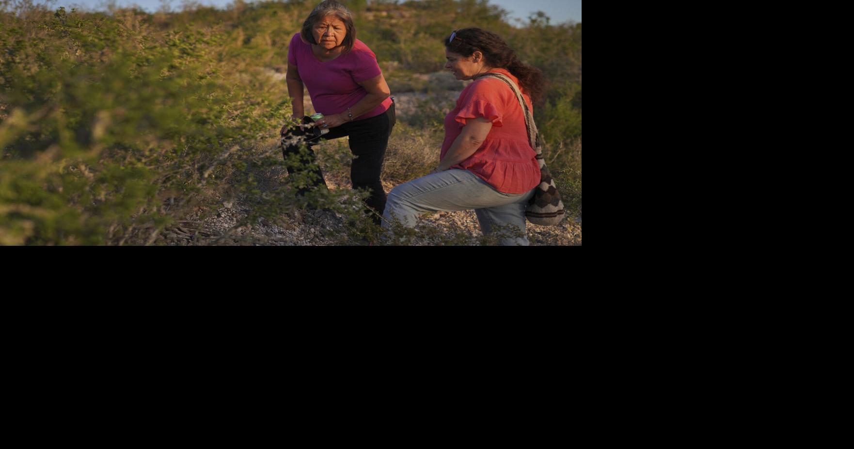 Peyote sacred to Native Americans threatened by psychedelic renaissance ...