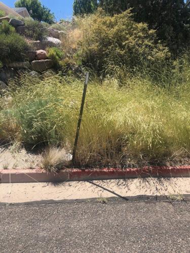 Cedar fire officials working to keep hydrants clear of weeds ...