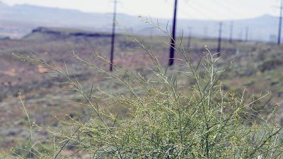 Kill ‘beefy mustard’ plants, save Southern Utah’s native species ...