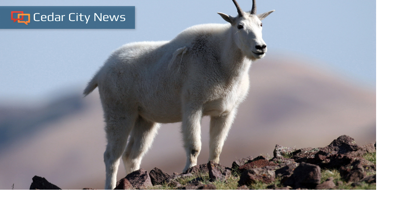 UPDATED: Event to see mountain goats in Southern Utah canceled due to ...