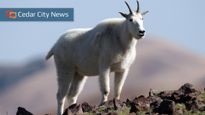 See mountain goats this summer in Southern Utah at DWR viewing event ...