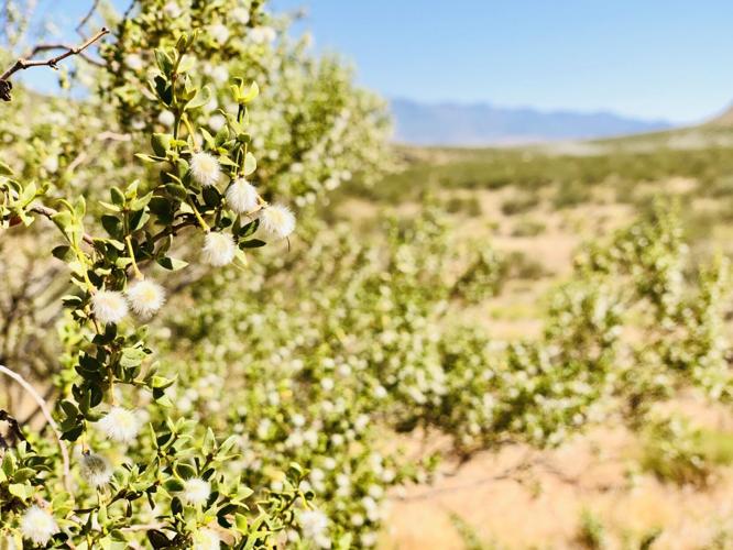 Dixie Arizona Strip Interpretive Association to cease operations due to ...