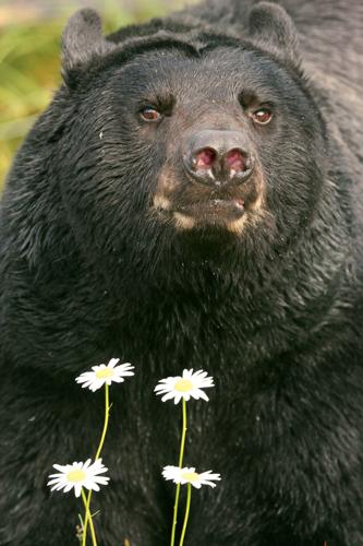 Growing bear population prompts Utah Wildlife Board to increase hunting ...