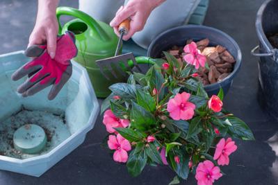Year of the impatiens: Tips for Southern Utah gardeners | Home and ...