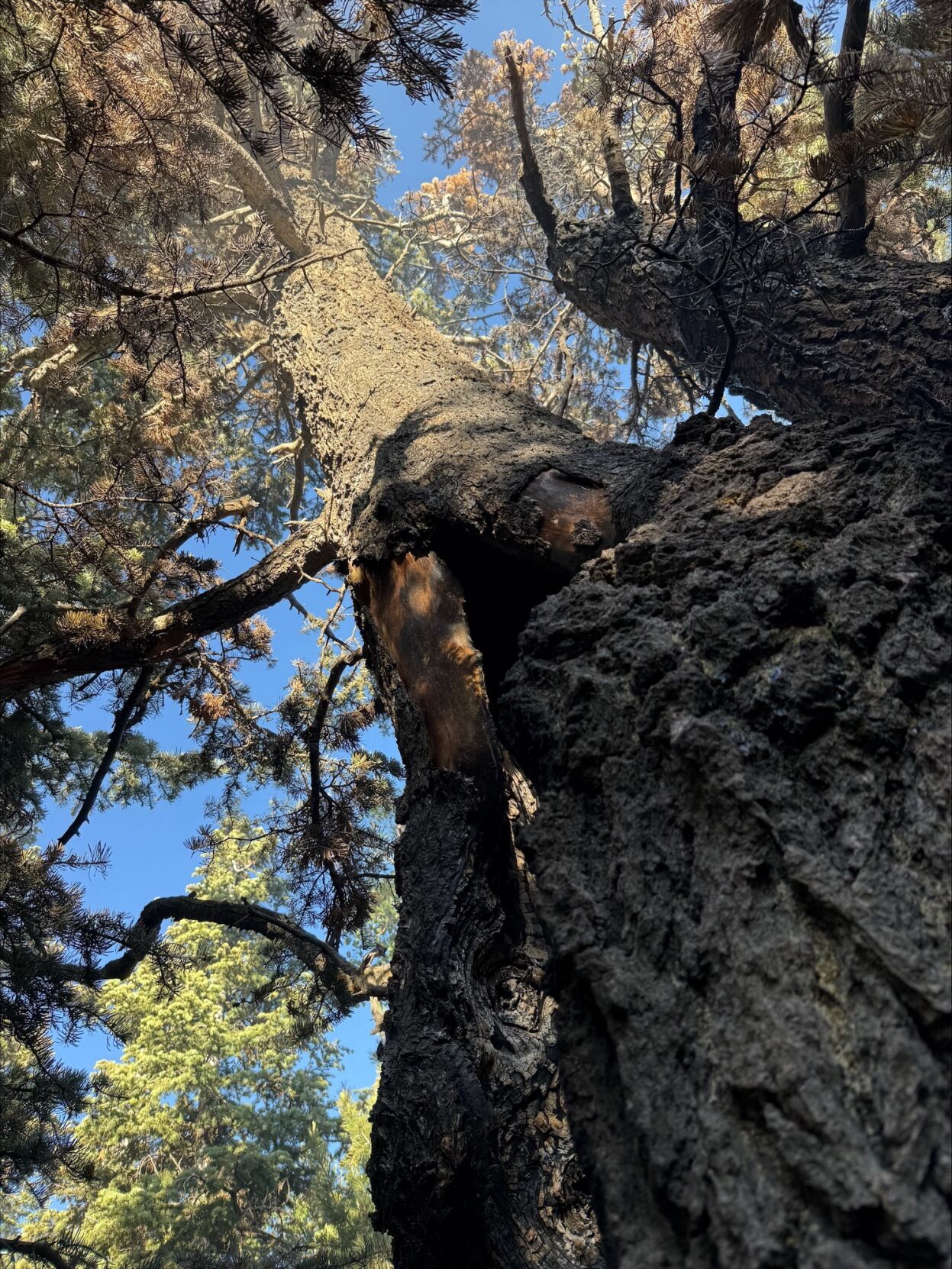 Fire managers identify tree where lightning caused trunk to smolder for ...
