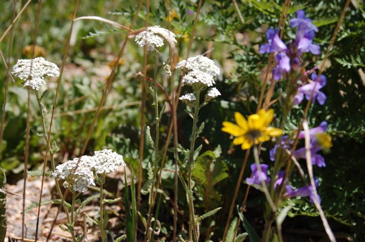 Nature puts on colorful display at Wildflower Festival: STGnews Photo ...