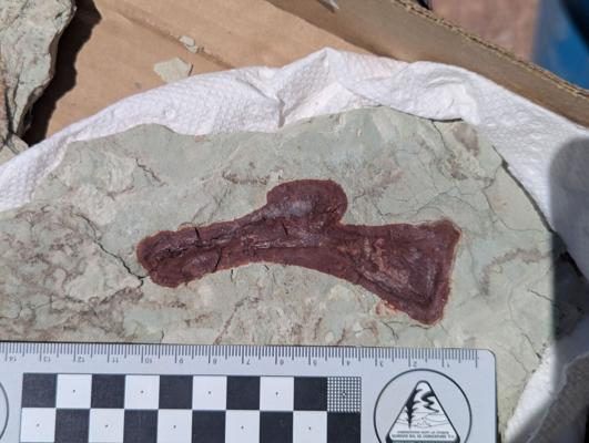 New solution saves St. George quarry that's yielded over 1K 'incredible ...