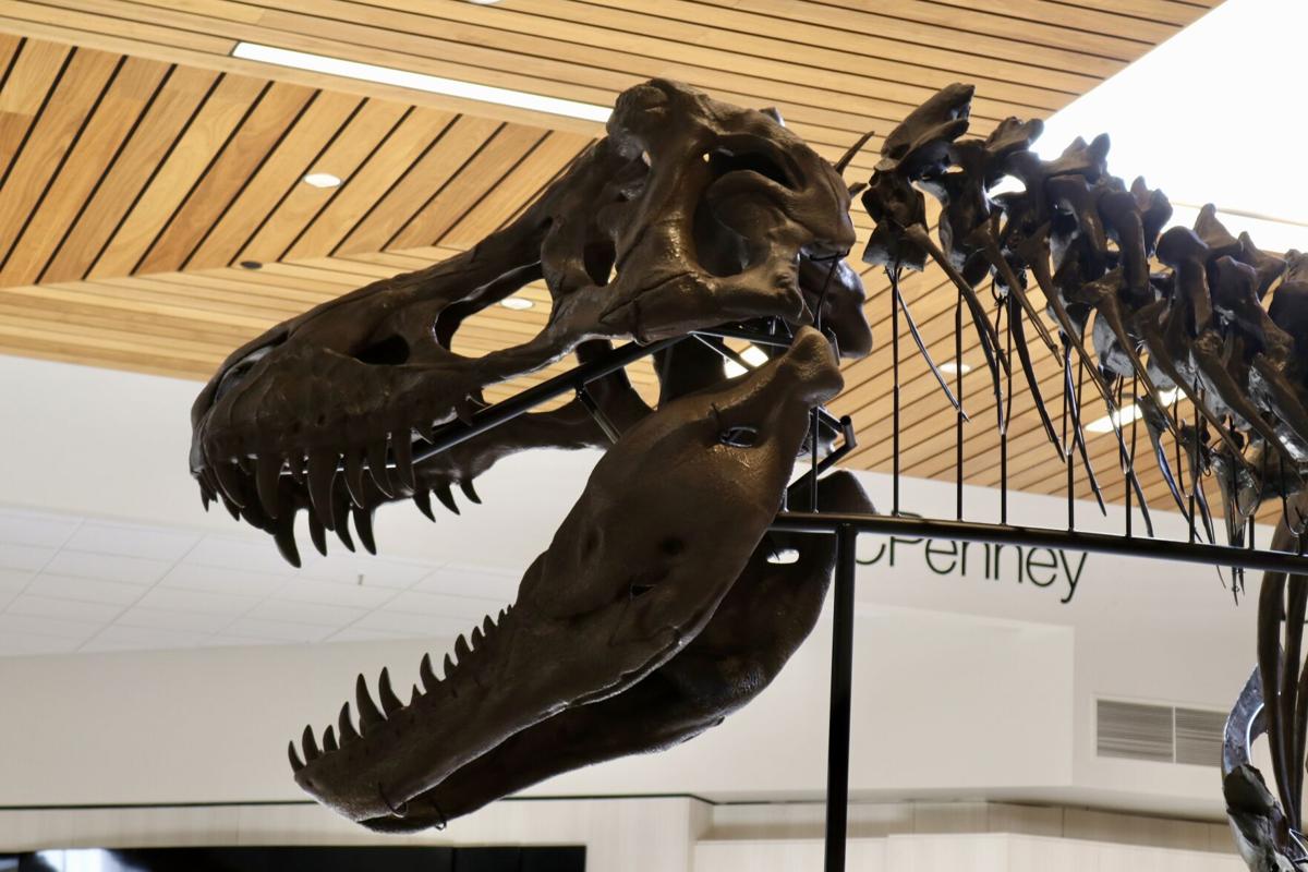 T. rex takeover: Red Cliffs Mall goes prehistoric with giant dinosaur ...