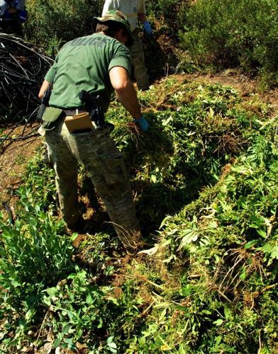 Southern Utah reaps benefits of zero-tolerance policy on marijuana ...