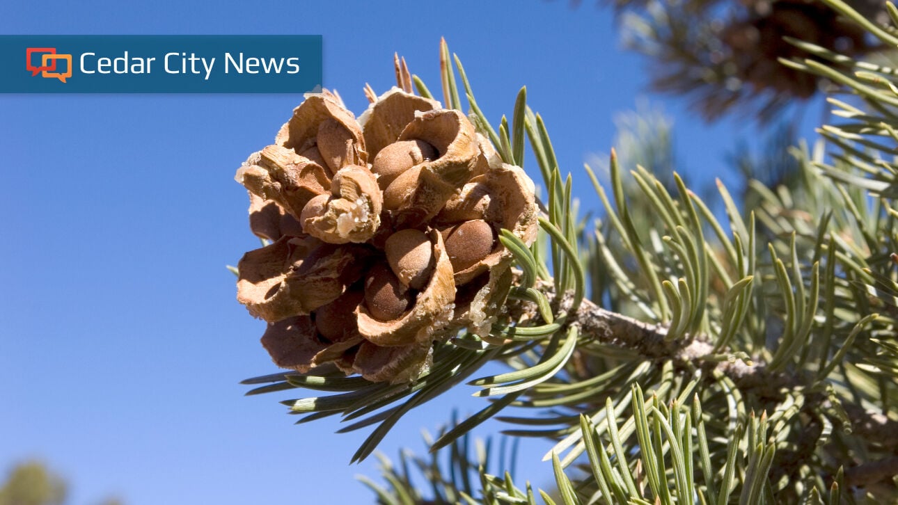 Human trafficking charges filed against pine nut harvesting operation ...