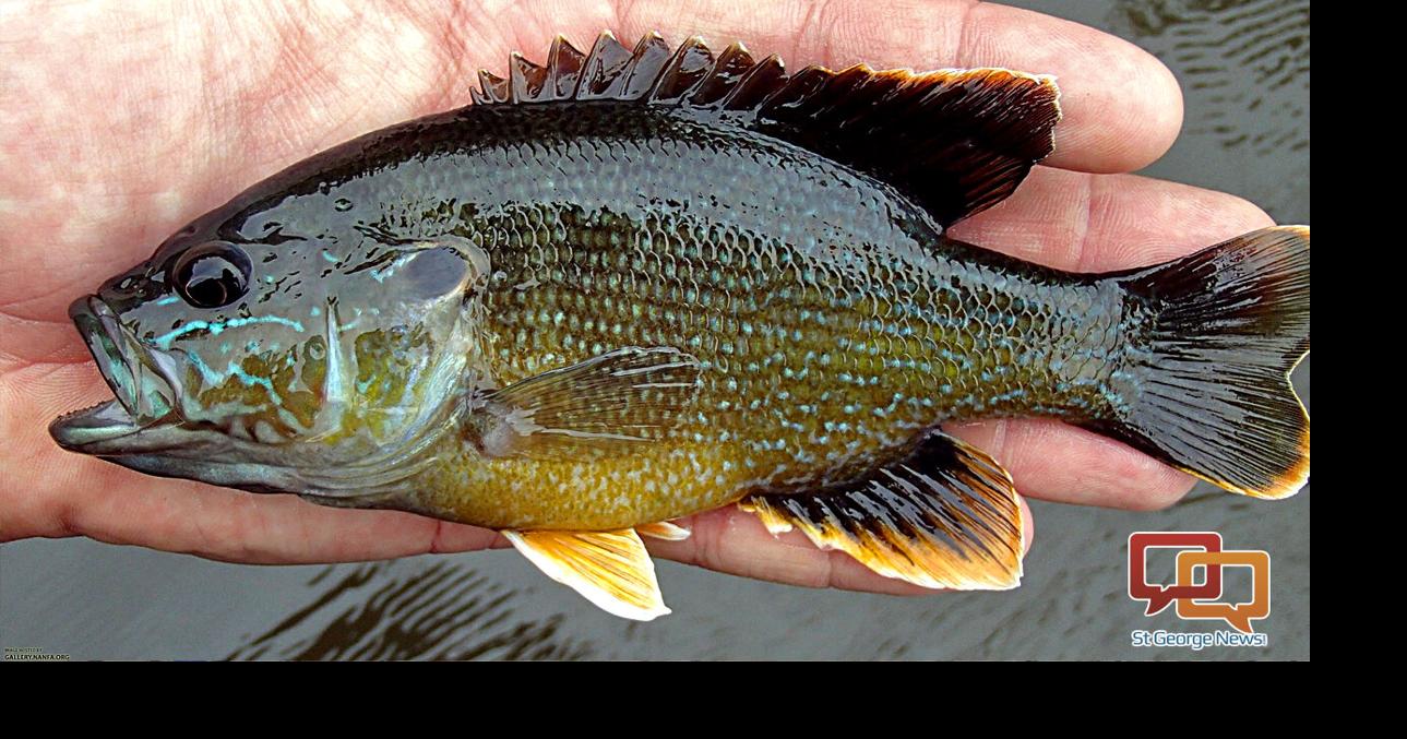 Rapid response treatment removes invasive Green Sunfish from backwater ...