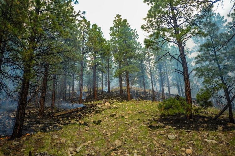 Managed fires in Kaibab National Forest, North Rim continue slow growth ...