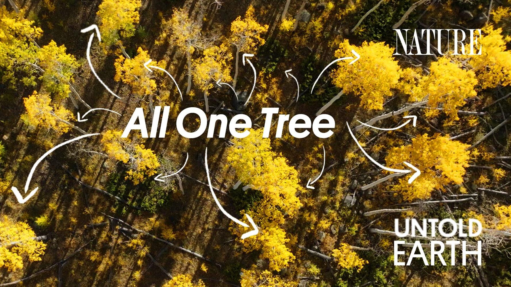 Can Pando survive? PBS documentary explores unique nature, fate of ...