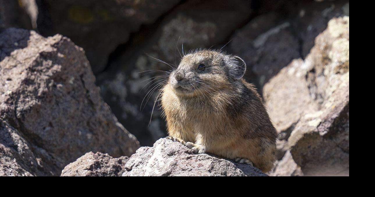 Surveying rock rabbits: Why should Southern Utahns care about this ...