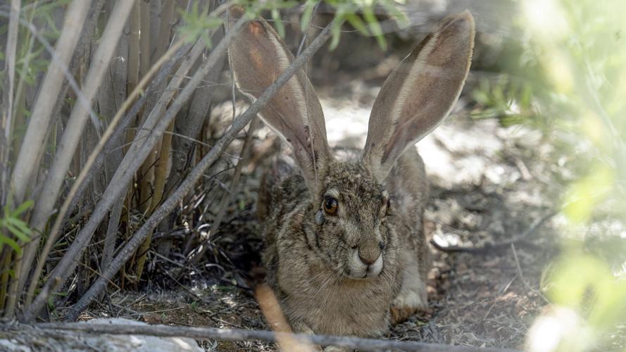 What good are ticks? And how can Southern Utahns avoid being a meal ...