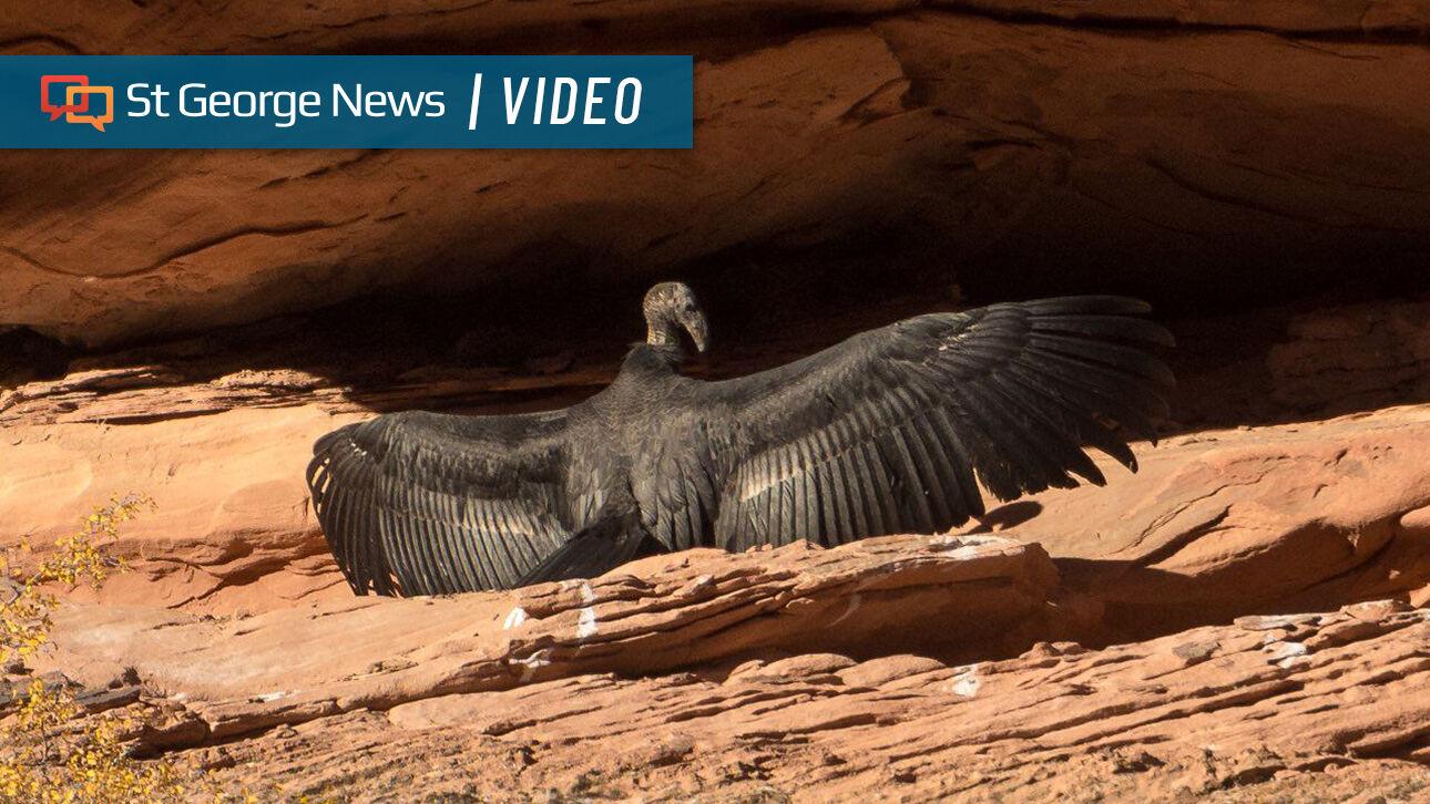 Not just condors: Experts encourage Southern Utah's hunters to give up ...