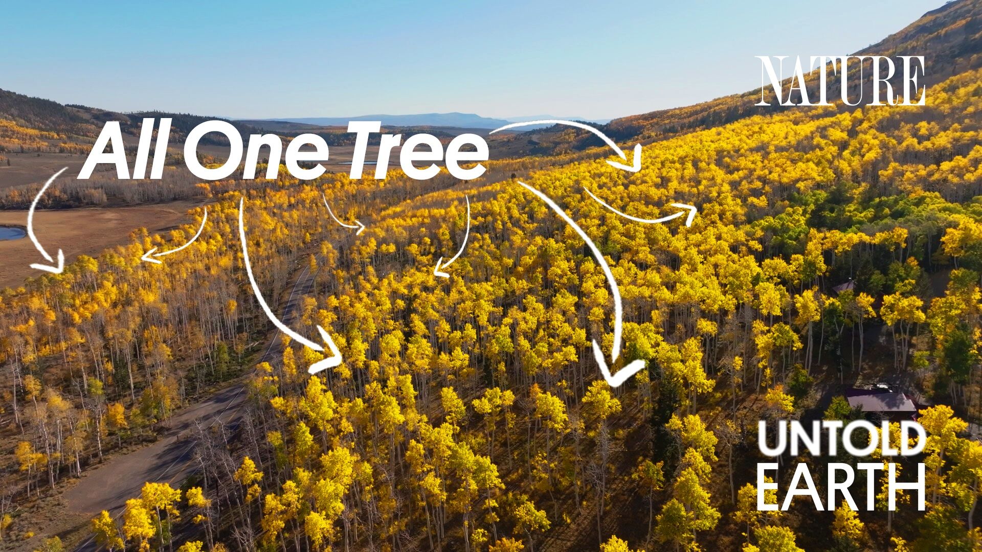 Can Pando survive? PBS documentary explores unique nature, fate of ...