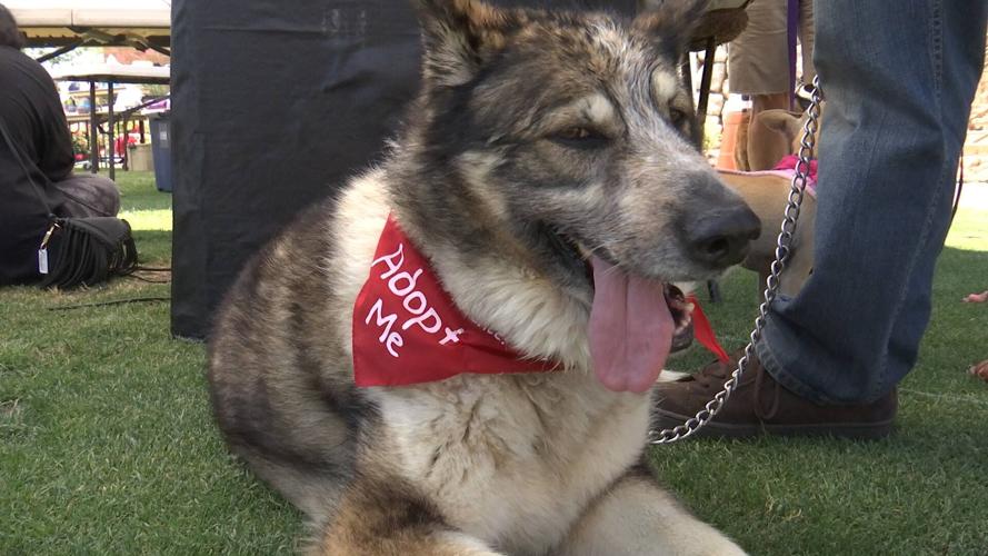 Adorable adoptable pets highlight 8th annual SunRiver Pet Festival ...