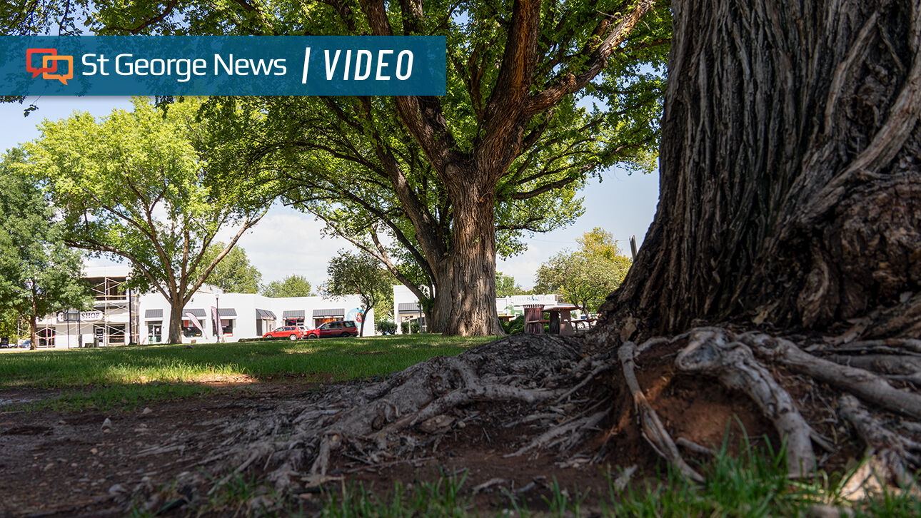 Disease killed millions of these rare trees; here's where Southern ...