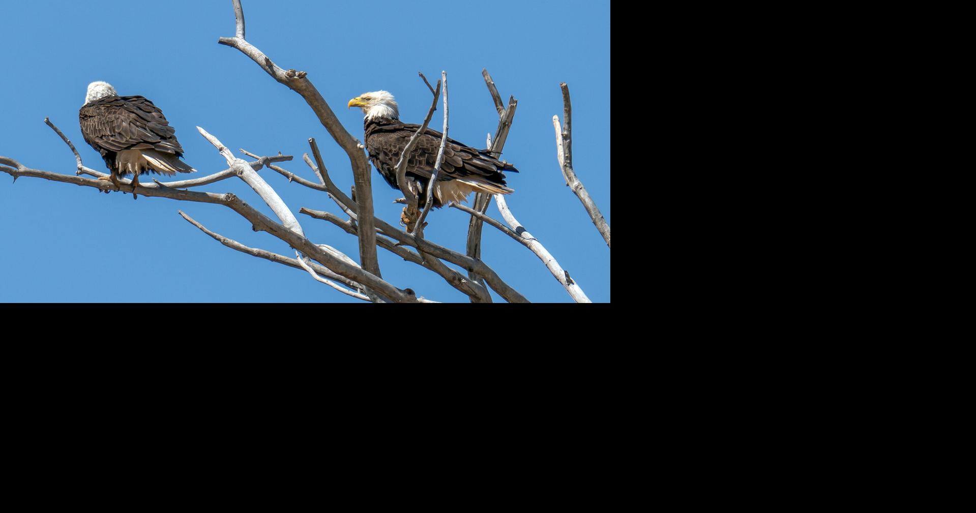 Utah unveils plan to protect endangered species amid drought ...