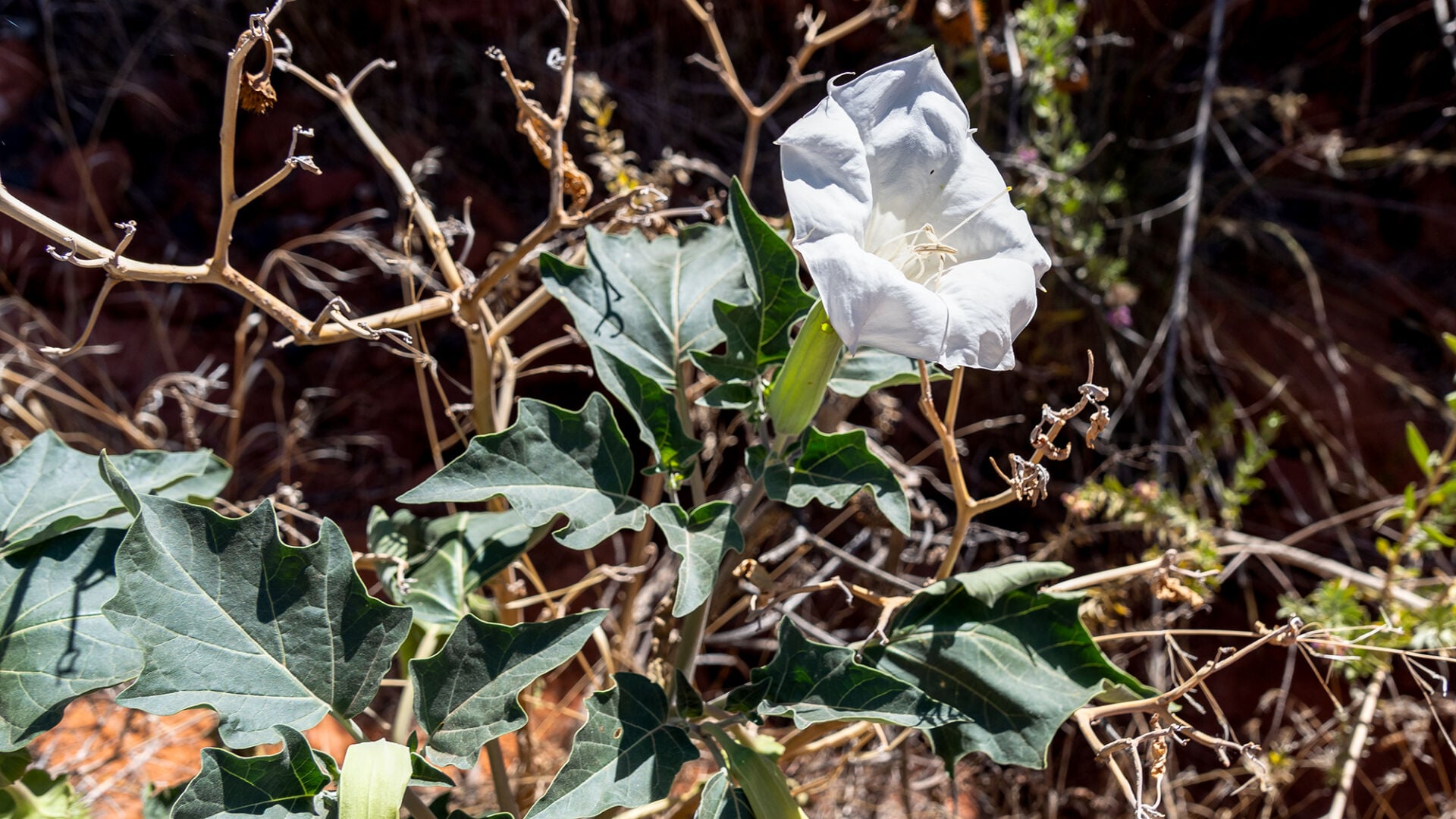 Tasty or toxic? Plants Southern Utahns should never eat | Life ...