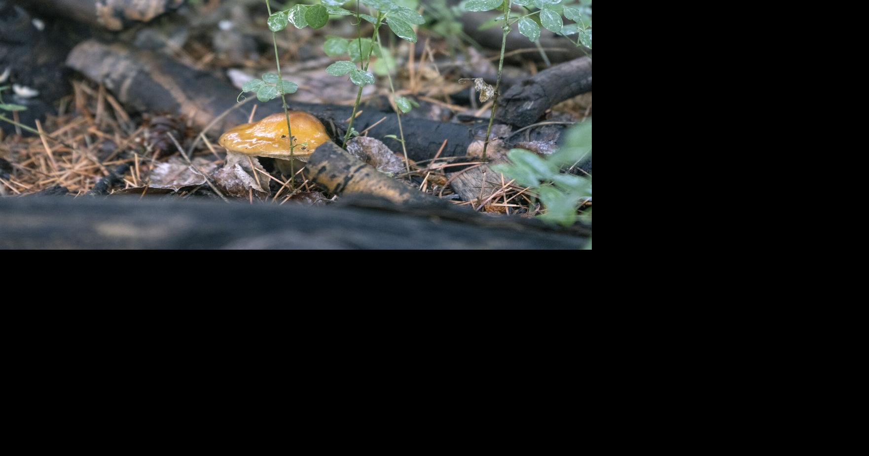 There’s fungus among us: Rainy season brings out Southern Utah ...