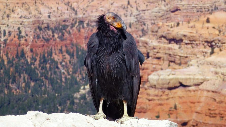 20 California condors found dead amid Arizona bird flu outbreak | Local ...