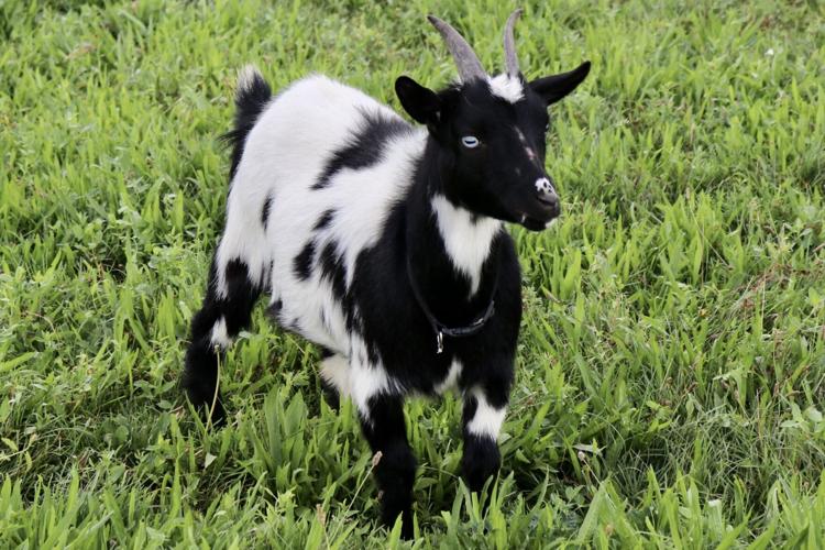‘Happy chaos’: Hurricane farm offers Goat Yoga | Business ...
