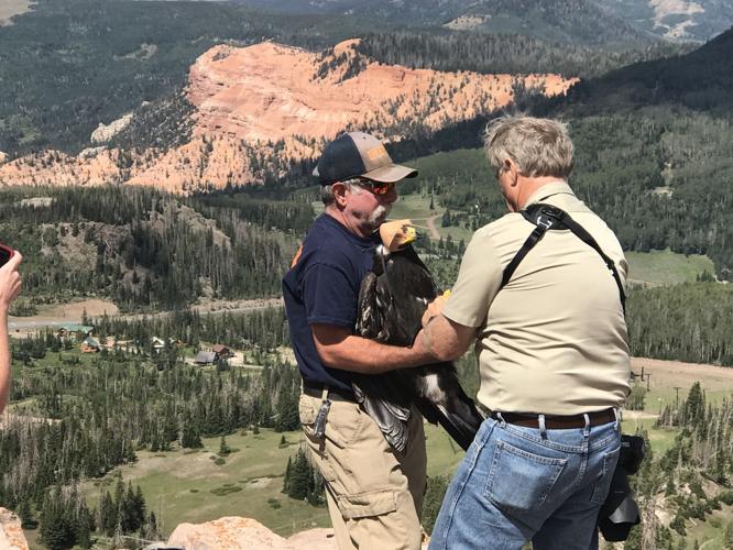 Golden eagle carries prayers to the heavens after Brian Head Fire ...